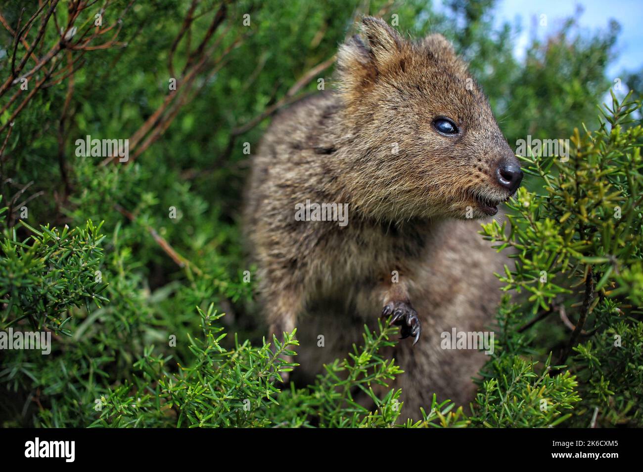 A closeup of a Quokka between green bushes Stock Photo - Alamy