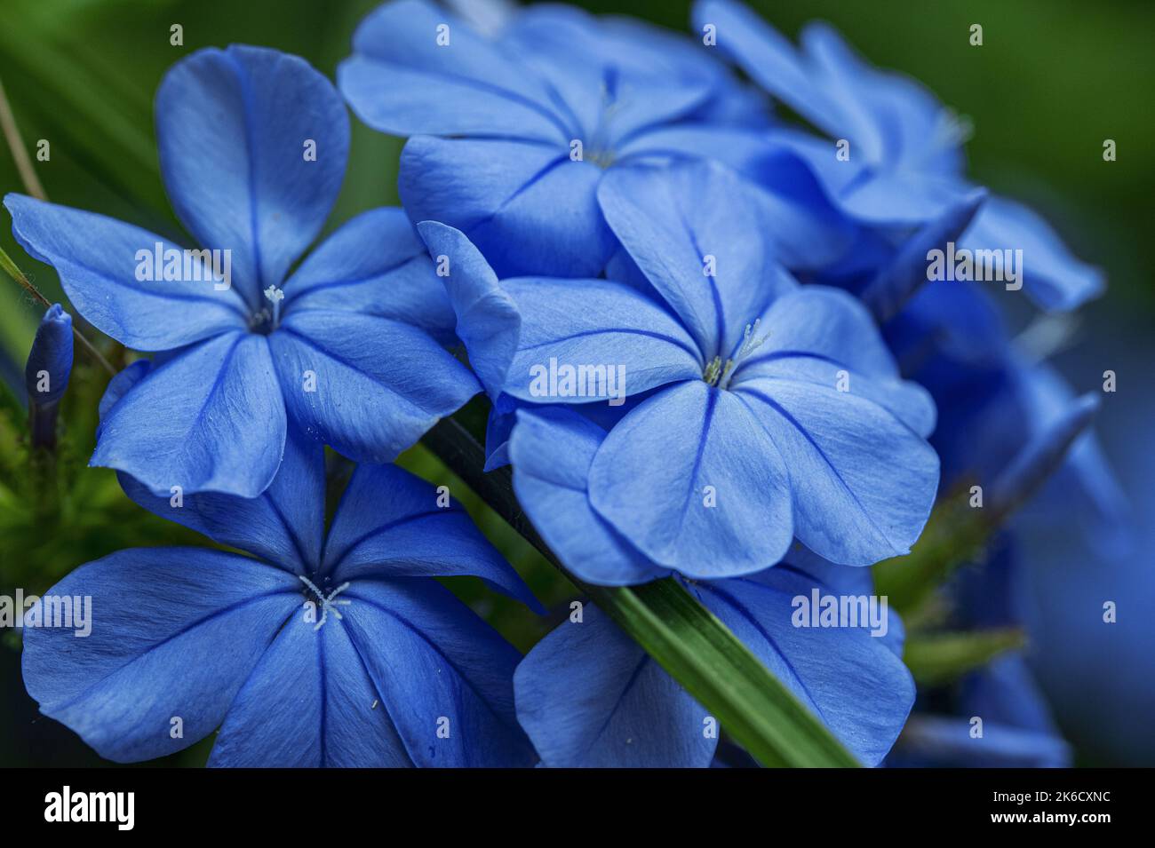A macro of leadwort flowers in a garden Stock Photo - Alamy