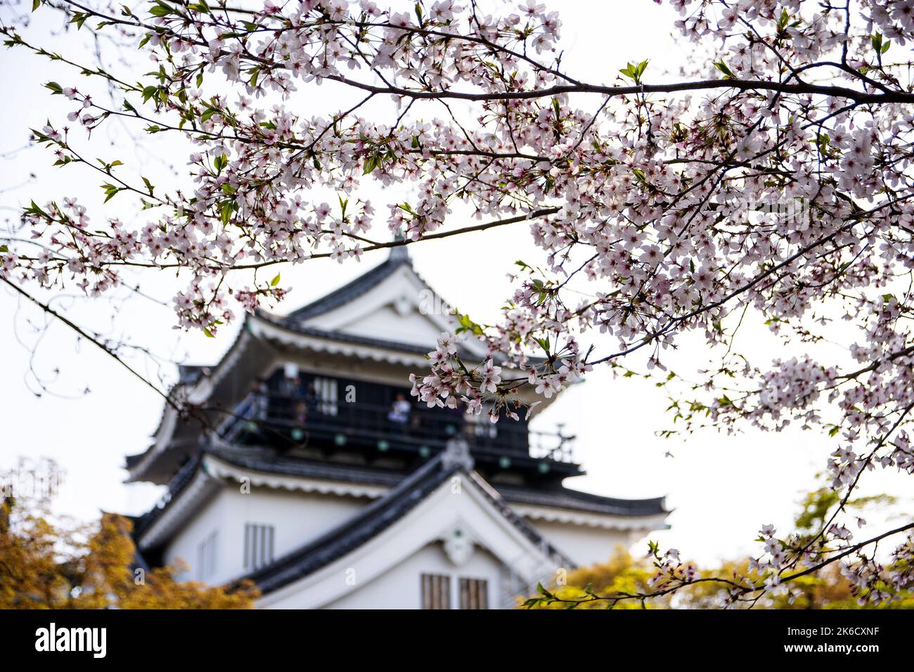 The cherry blossom branches with a castle in the background. Hanami ...