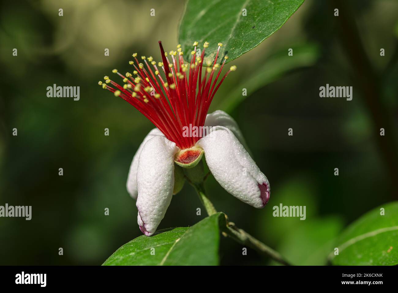Feijoa bloom hi-res stock photography and images - Alamy