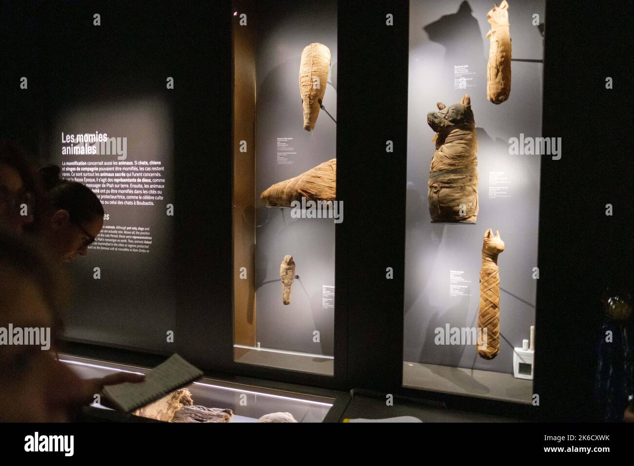 Animal mummies, especially of cats. The exhibition "Mummies - preserved ...