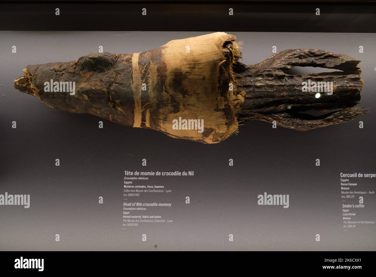 Mummy crocodile hi-res stock photography and images - Alamy
