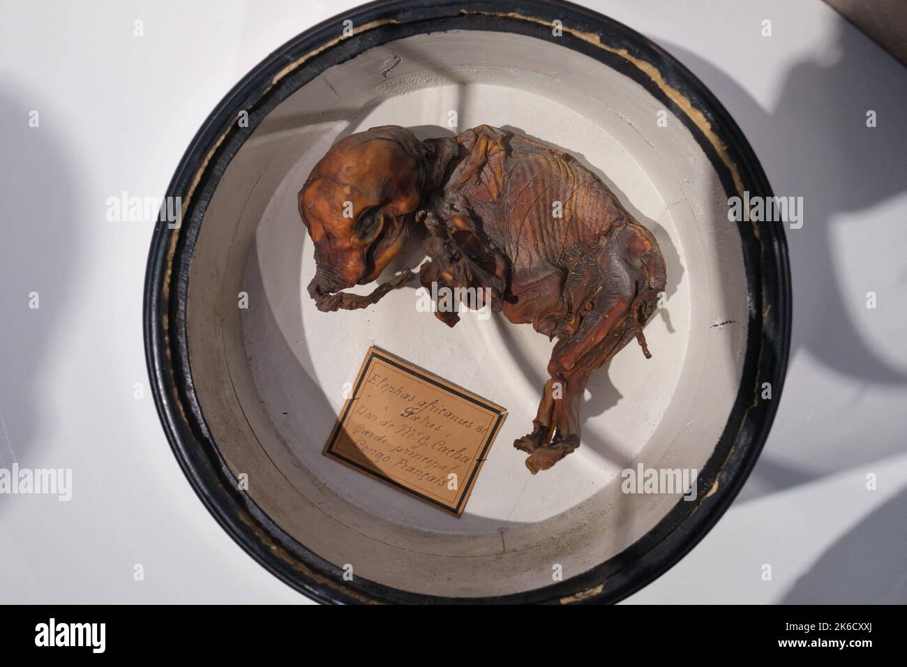 Mummified elephant fetus. The exhibition "Mummies - preserved bodies ...