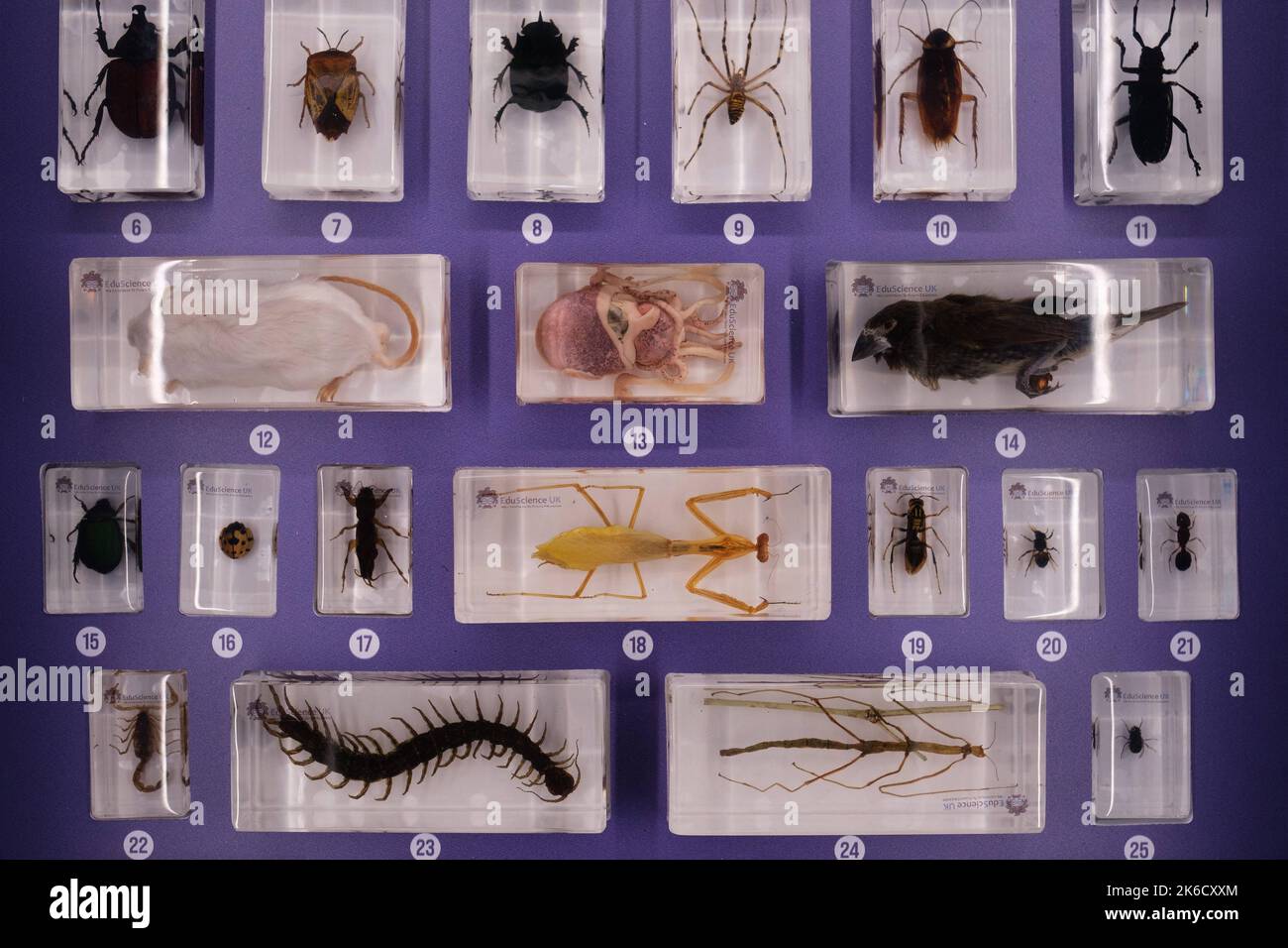 Preserved insects hi-res stock photography and images - Alamy