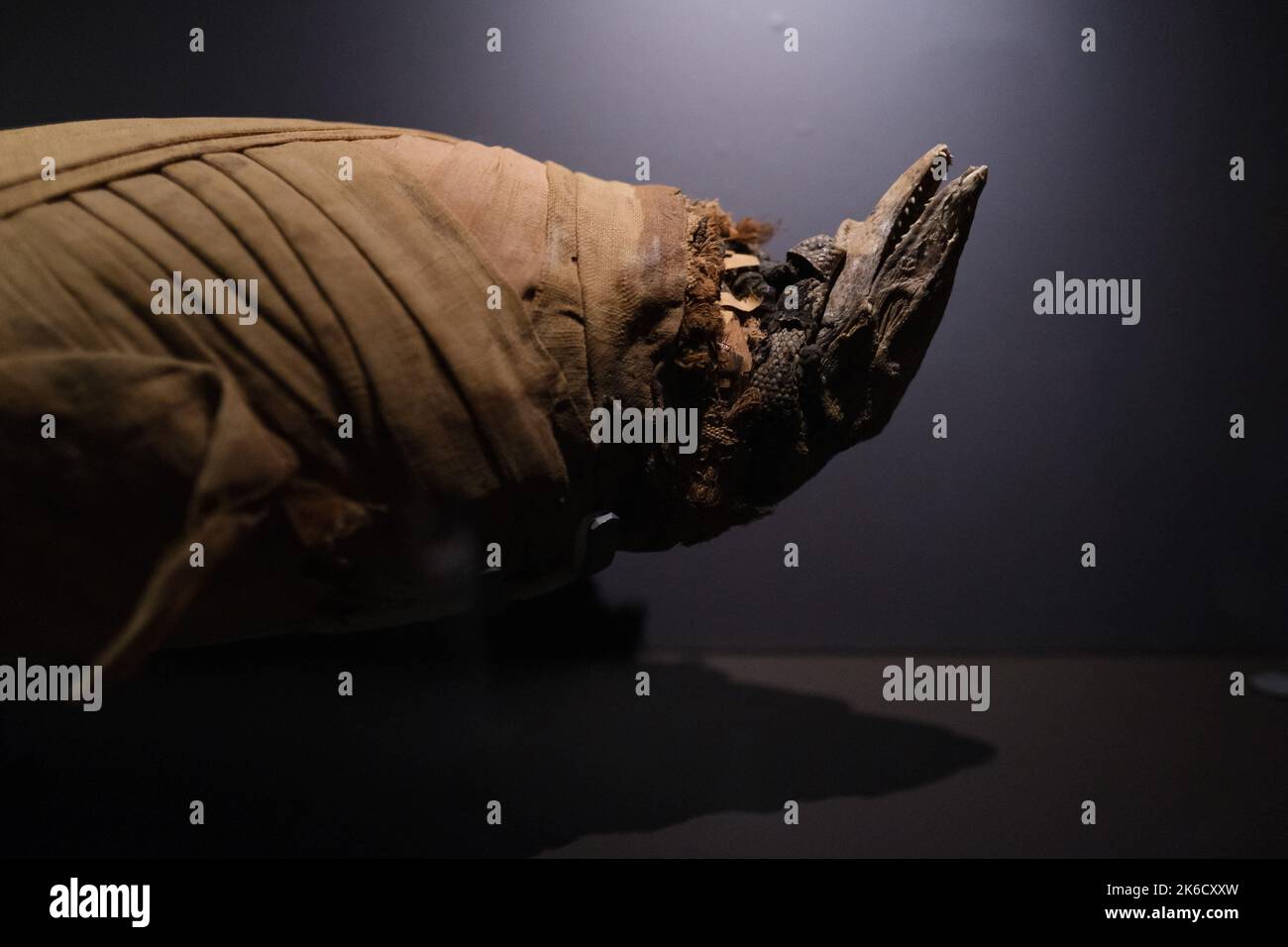 Nile monitor lizard mummy. The exhibition "Mummies - preserved bodies ...