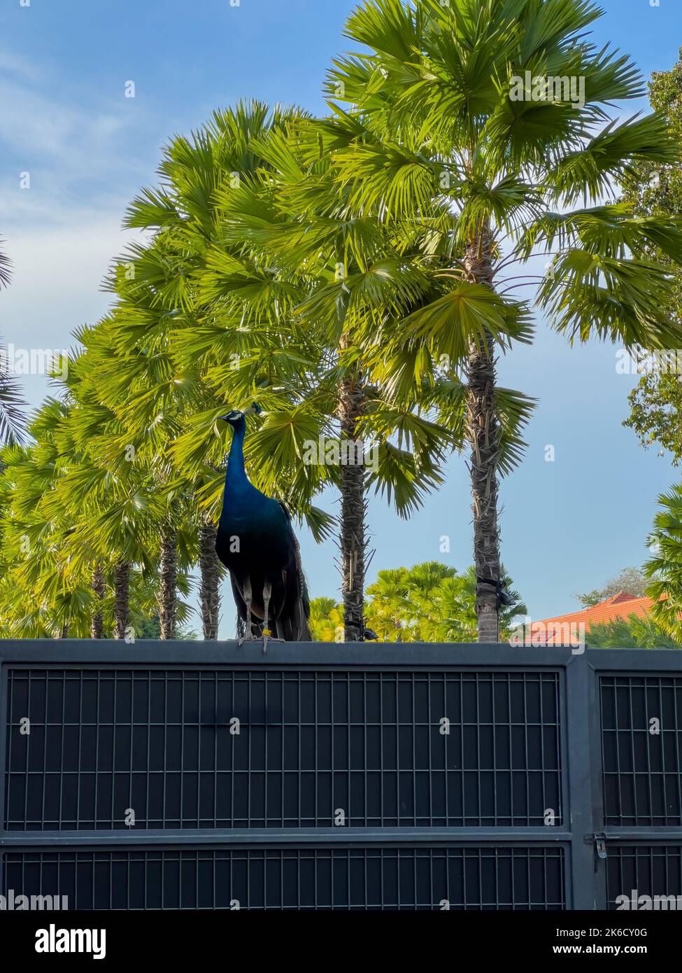 Day roaming hi-res stock photography and images - Alamy