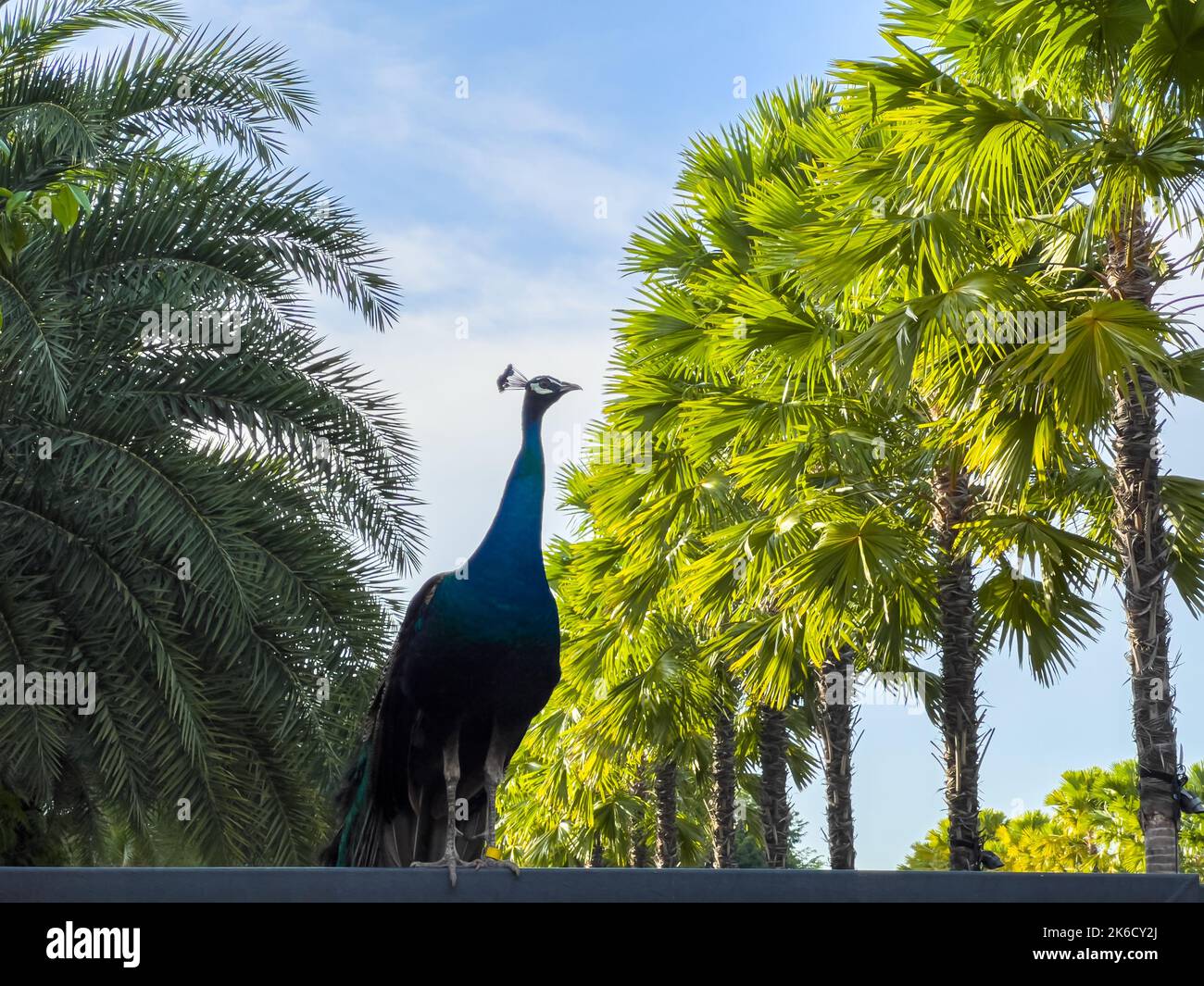 Majestic peacock standing proudly hi-res stock photography and images ...