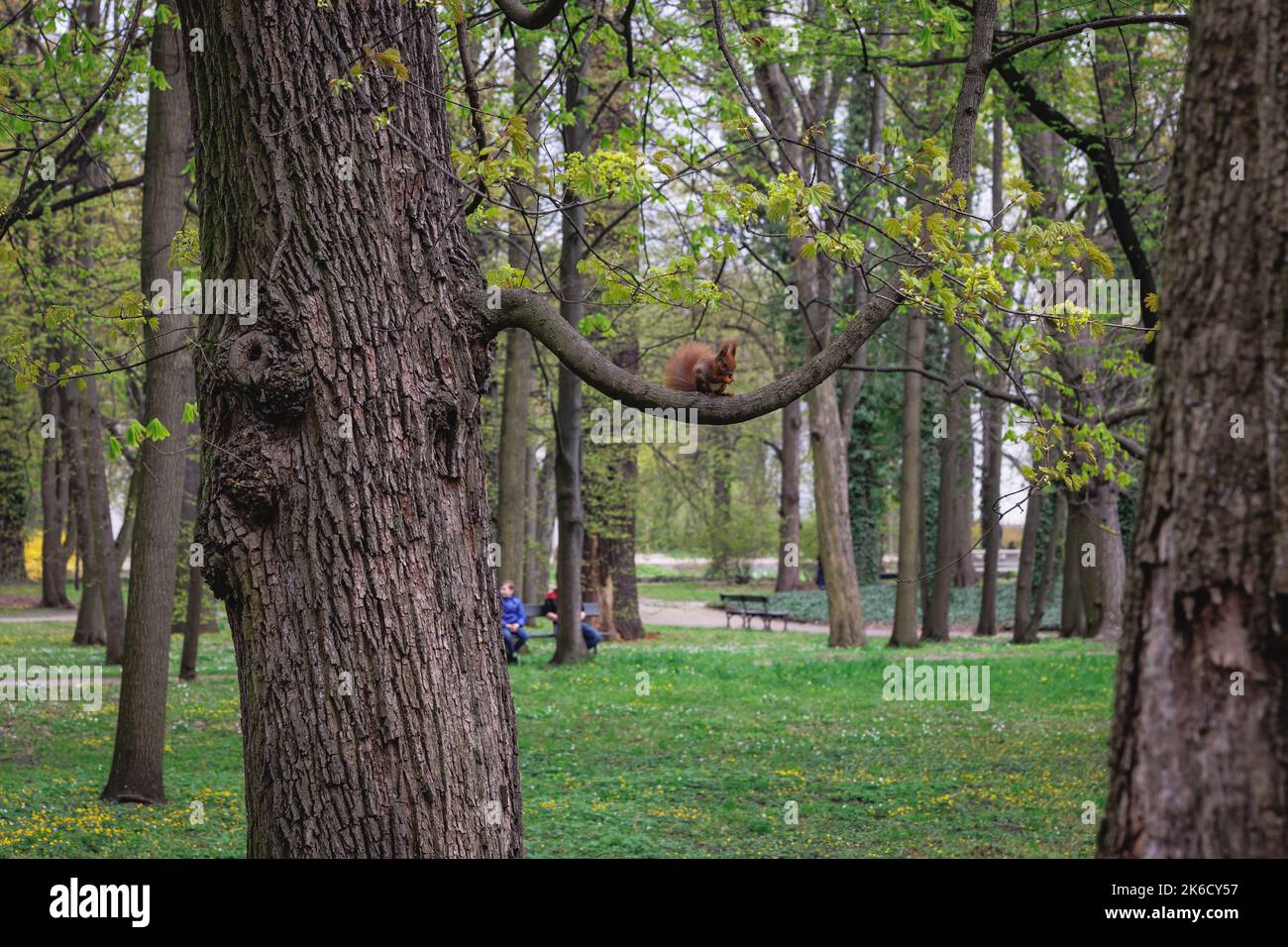 squirrel in Lazienkowski Park also called Lazienki Park - Royal Baths ...