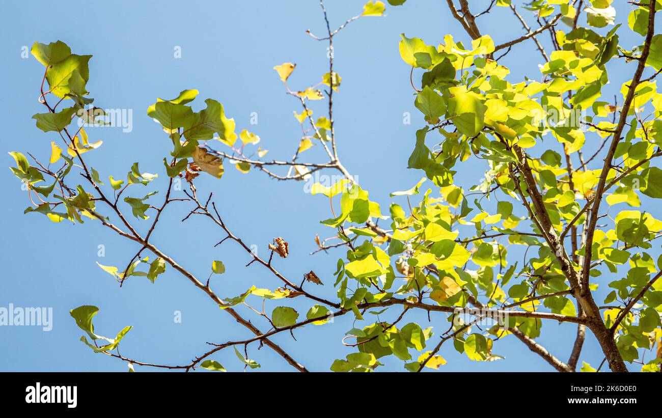 Autumn-colored tree brunch against a cloudless blue sky. Fall season ...