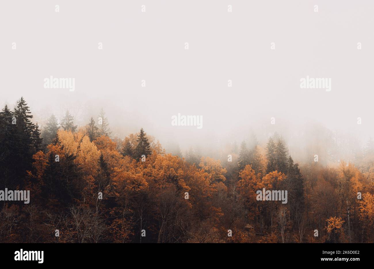 Moody fall landscape with trees in fog Stock Photo - Alamy
