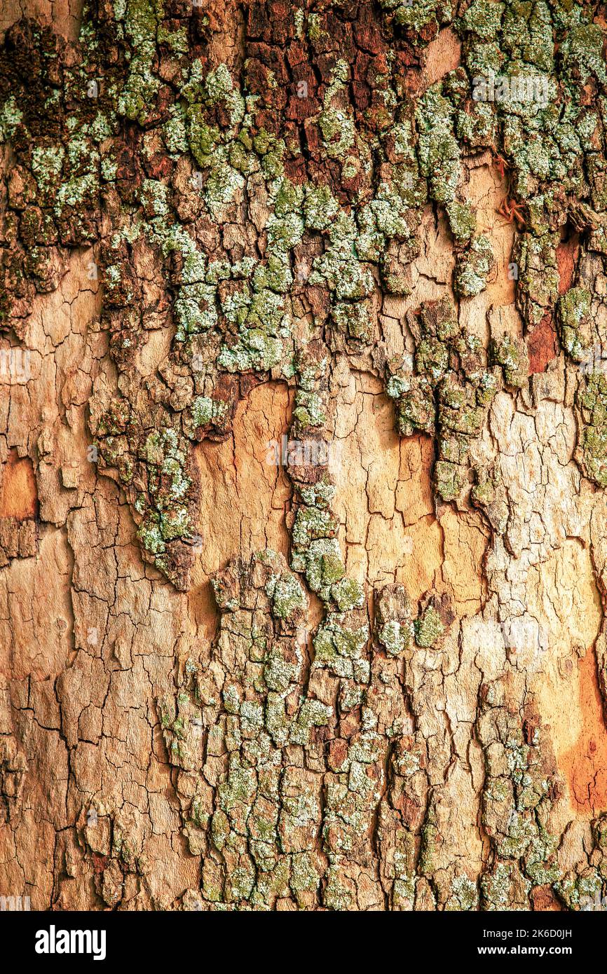 detail of textured tree bark. Vertical image Stock Photo - Alamy