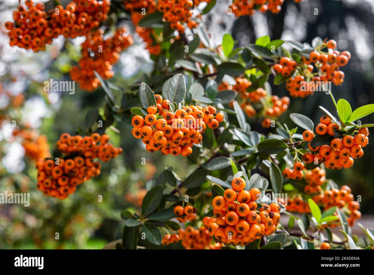 small orange fruits grouped in bunches in Pyracantha coccinea Stock ...