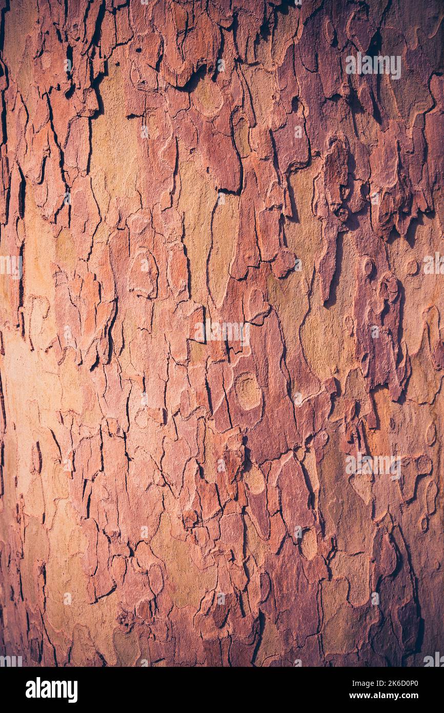 Tree bark colors hi-res stock photography and images - Alamy