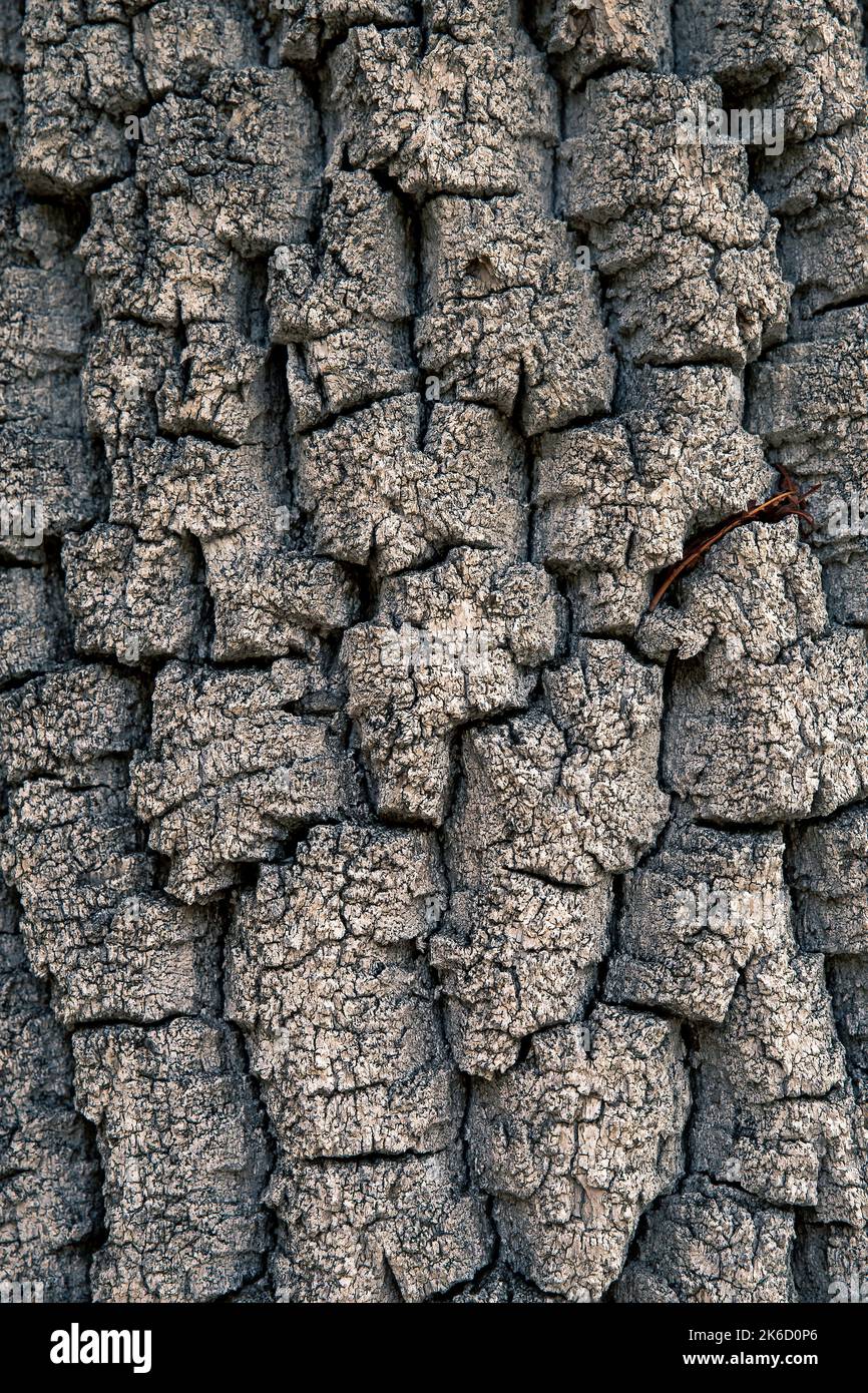 tree bark texture with cracks Stock Photo - Alamy