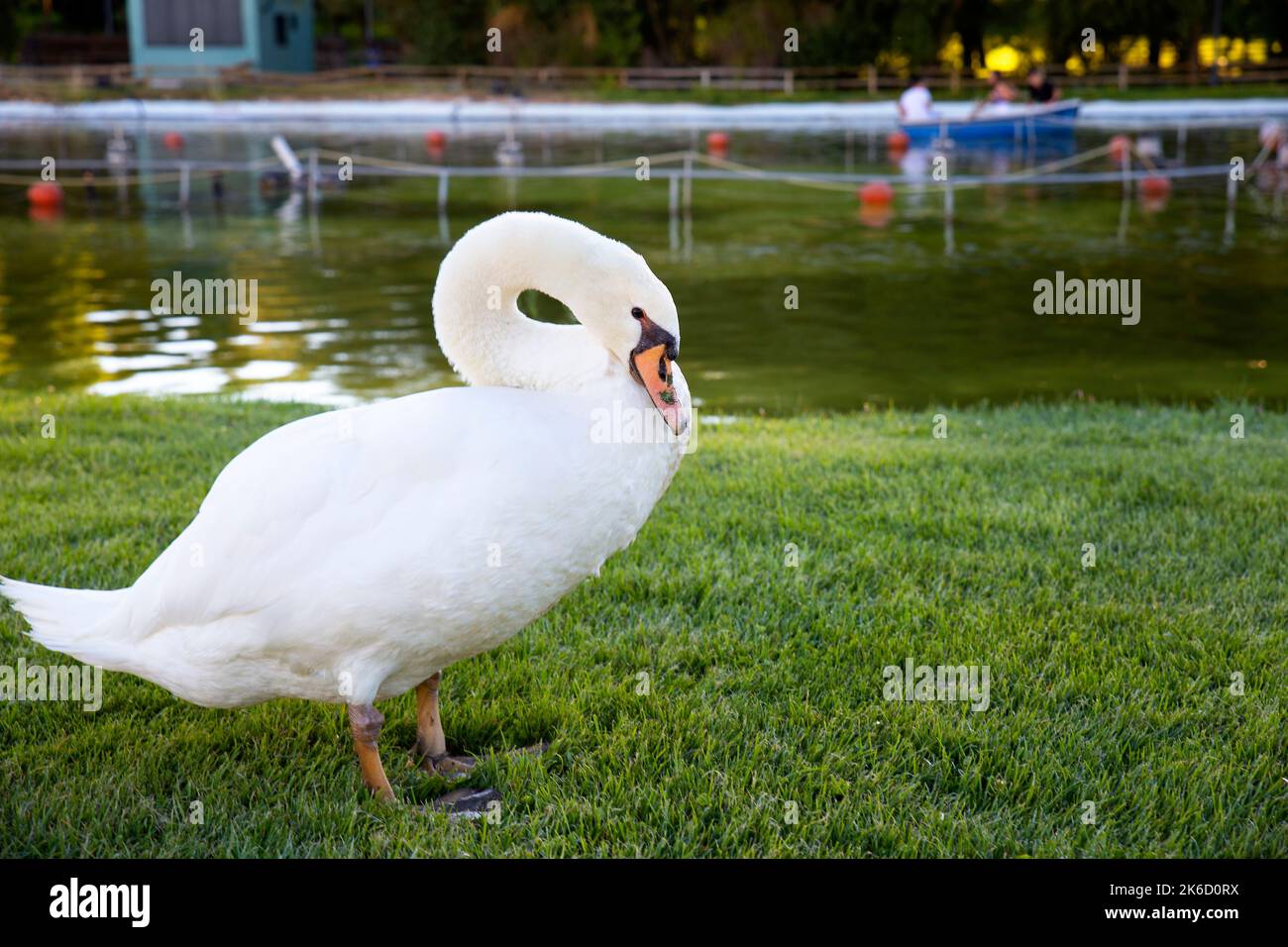 lone white swan standing out of the water Stock Photo - Alamy
