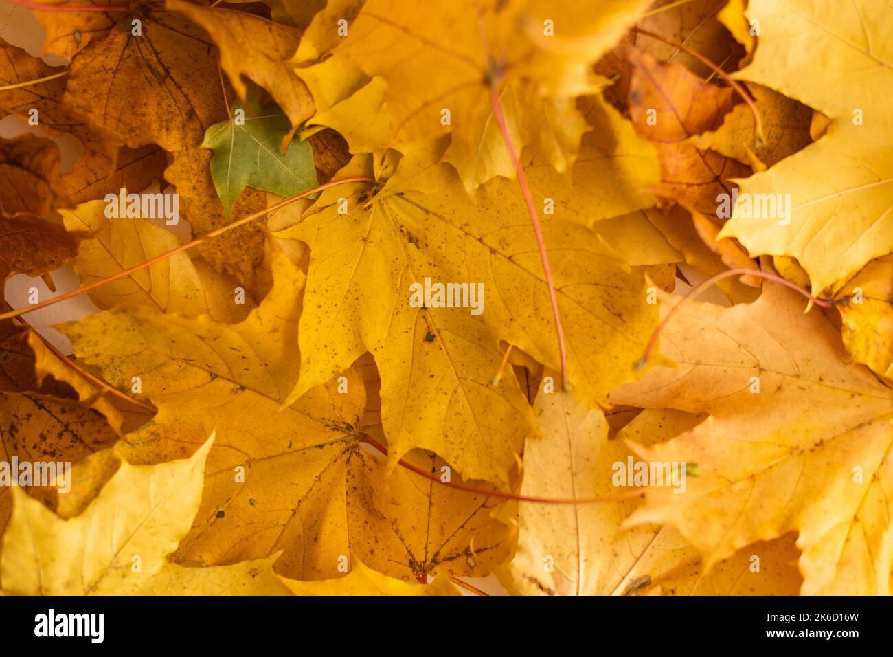 Autumn background of yellow leaves Stock Photo - Alamy