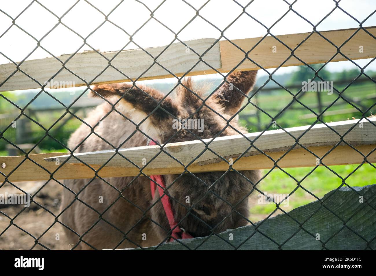 A brown donkey inside the fence Stock Photo - Alamy