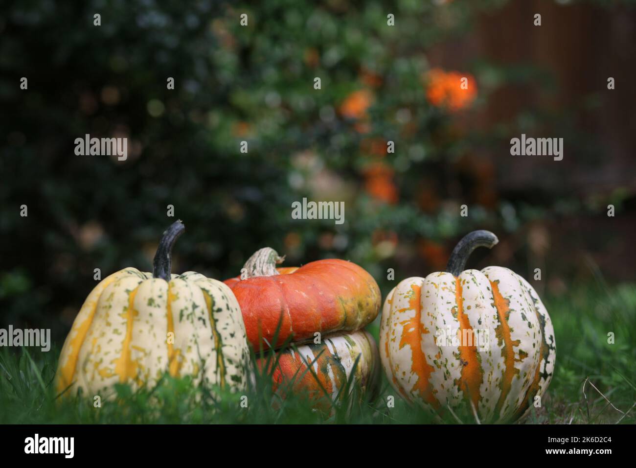Three pumpkins in garden 2 Stock Photo - Alamy