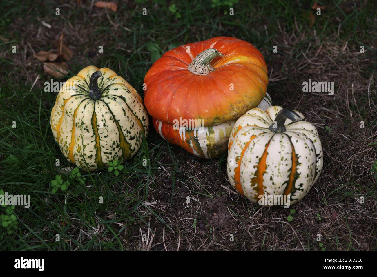 Garden 1 hi-res stock photography and images - Alamy