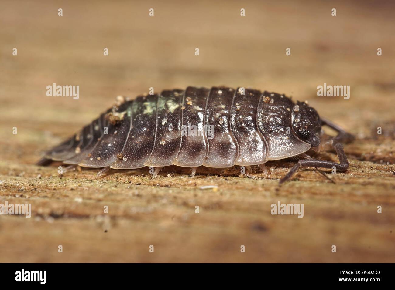 Detailed closeup on the Common shiny woodlouse, Oniscus asellus Stock ...