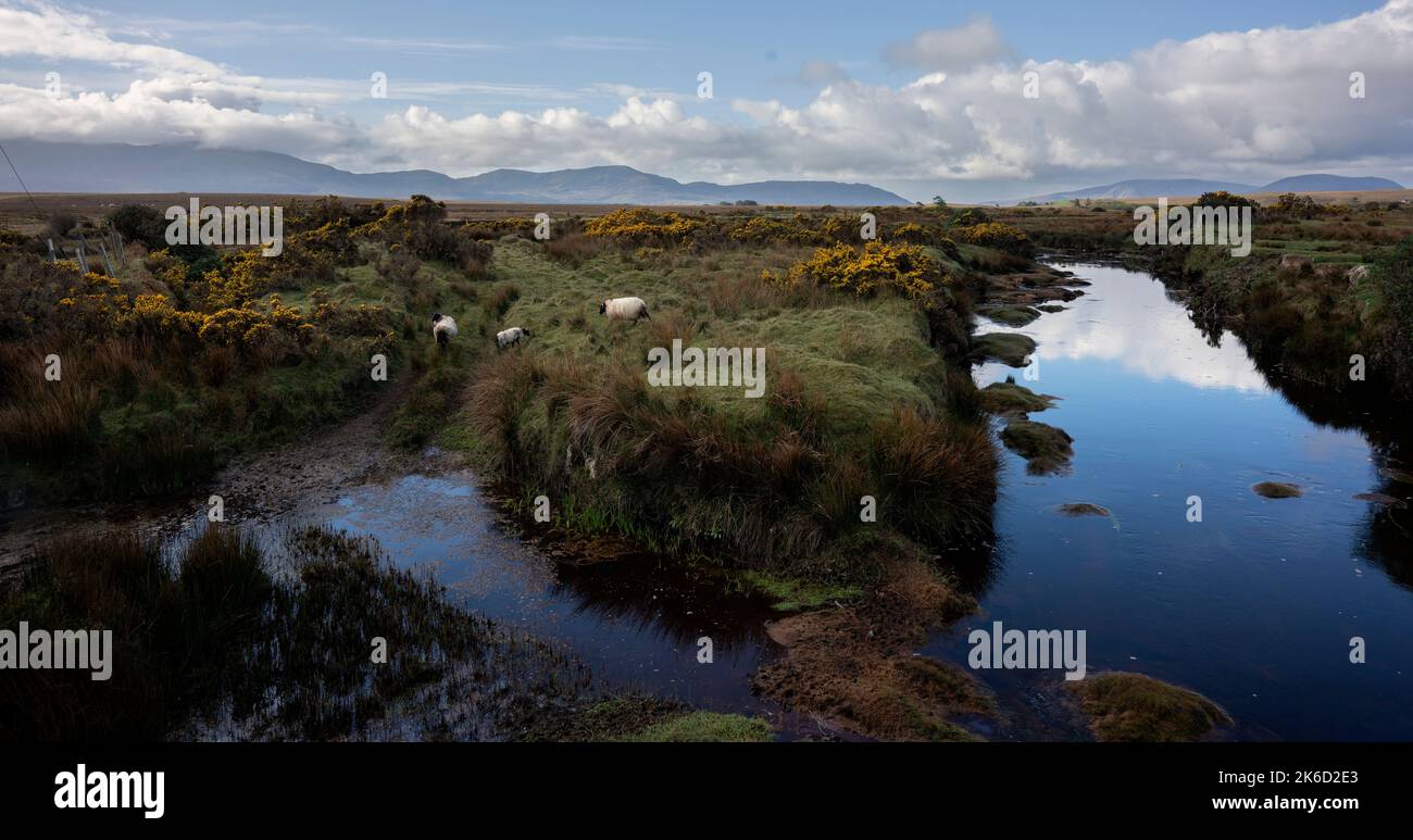 Sheep on the banks of the Owenduff River in Sheeanmore, County Mayo ...