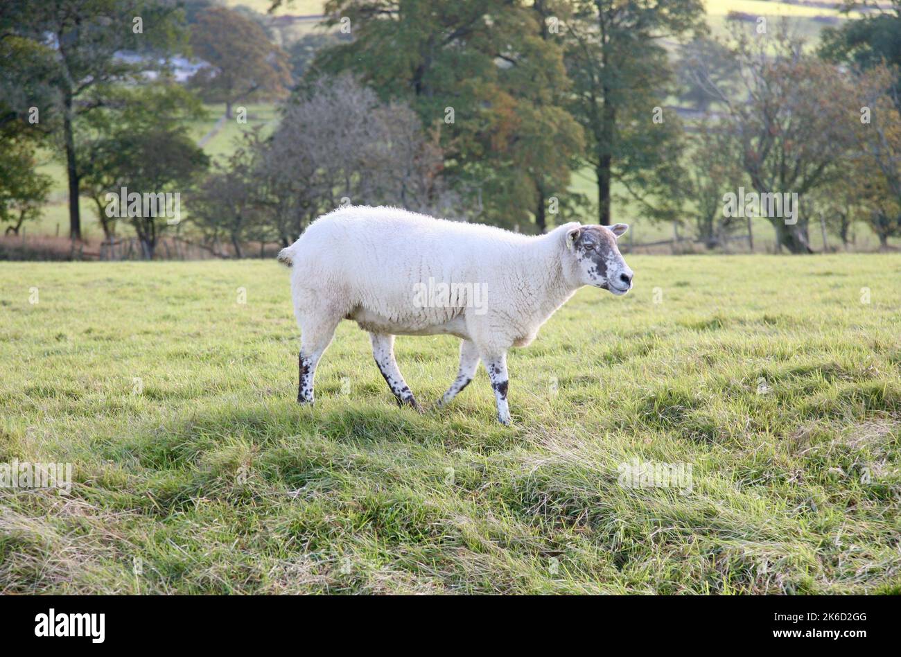 A handsome looking sheep on Pendle Hill Stock Photo - Alamy