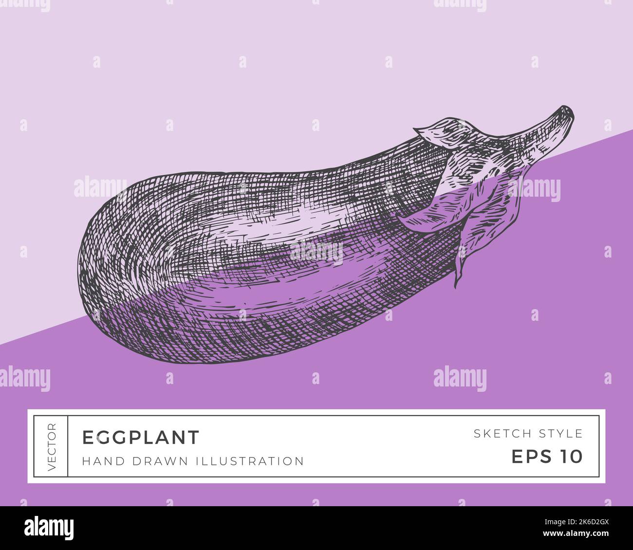 Hand Drawn Vector Eggplant Vegetable Illustration. Vegan Based Food ...