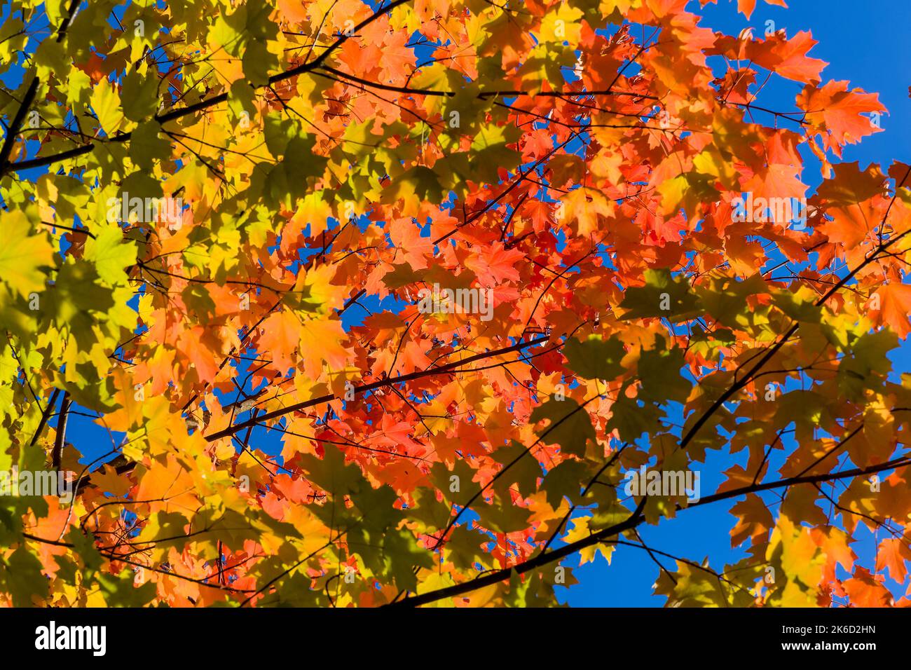 Vividly colored Maple leaves displaying autumn (fall) colors. Desktop ...
