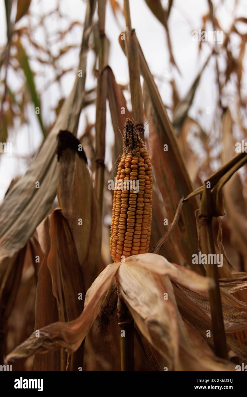 Vertical shot dry corn hi-res stock photography and images - Alamy