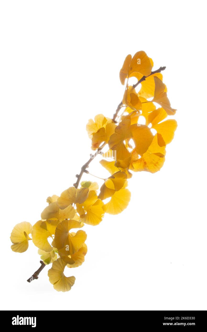 Yellow Ginkgo leaves are falling from a branch Stock Photo - Alamy