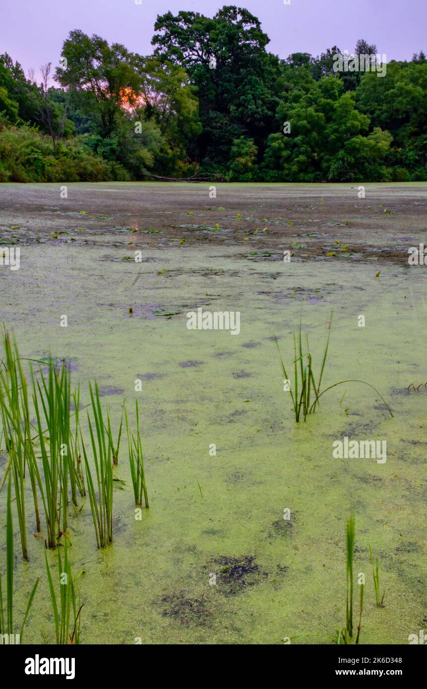 The sun rises over a duckweed covered backwater pond of the DesPlaines ...