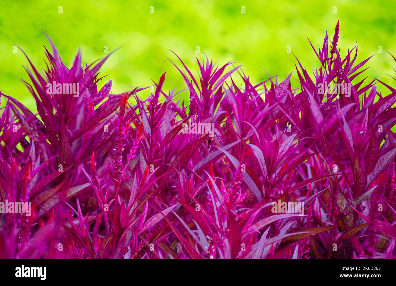 Pink ground cover is abstracted against a lime green foliage background ...