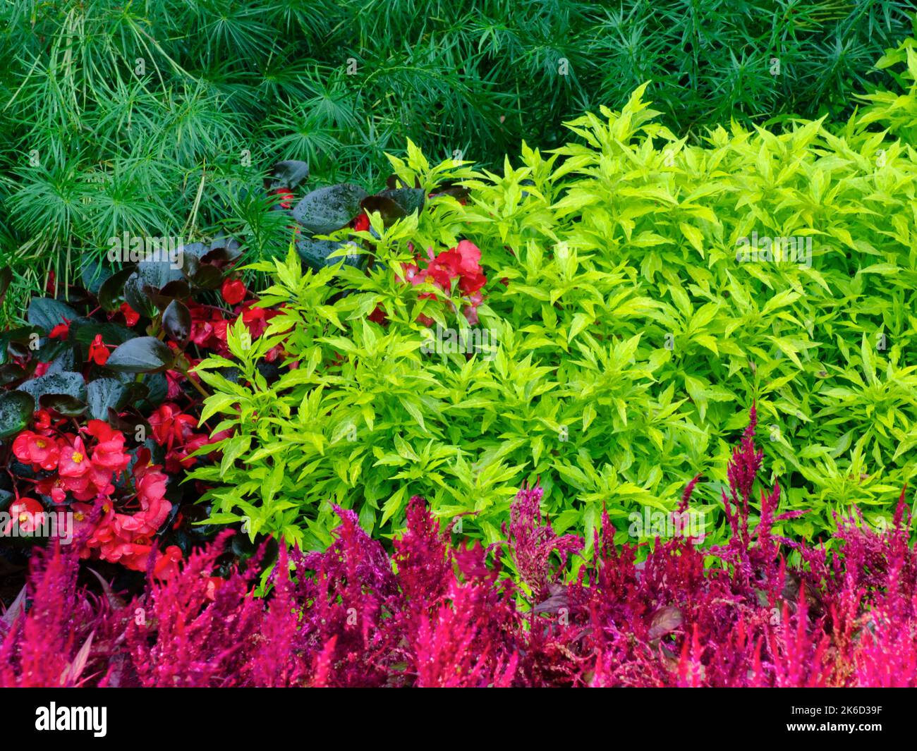 Garden plants creates patterns and color contrasts at Cantigny Gardens ...