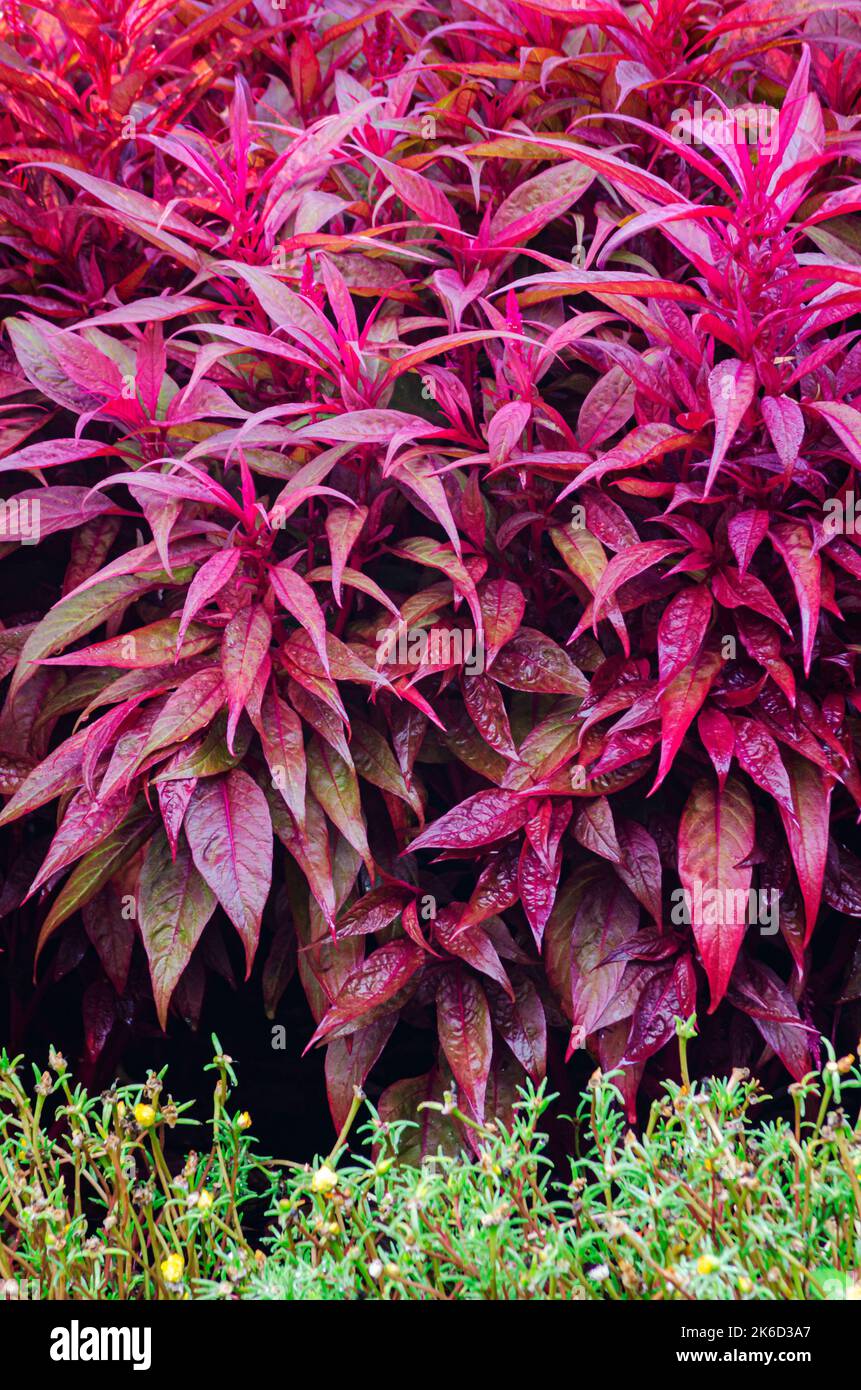 Pink & Green Ground Covers create a color contrast in foliage, Cantigny ...