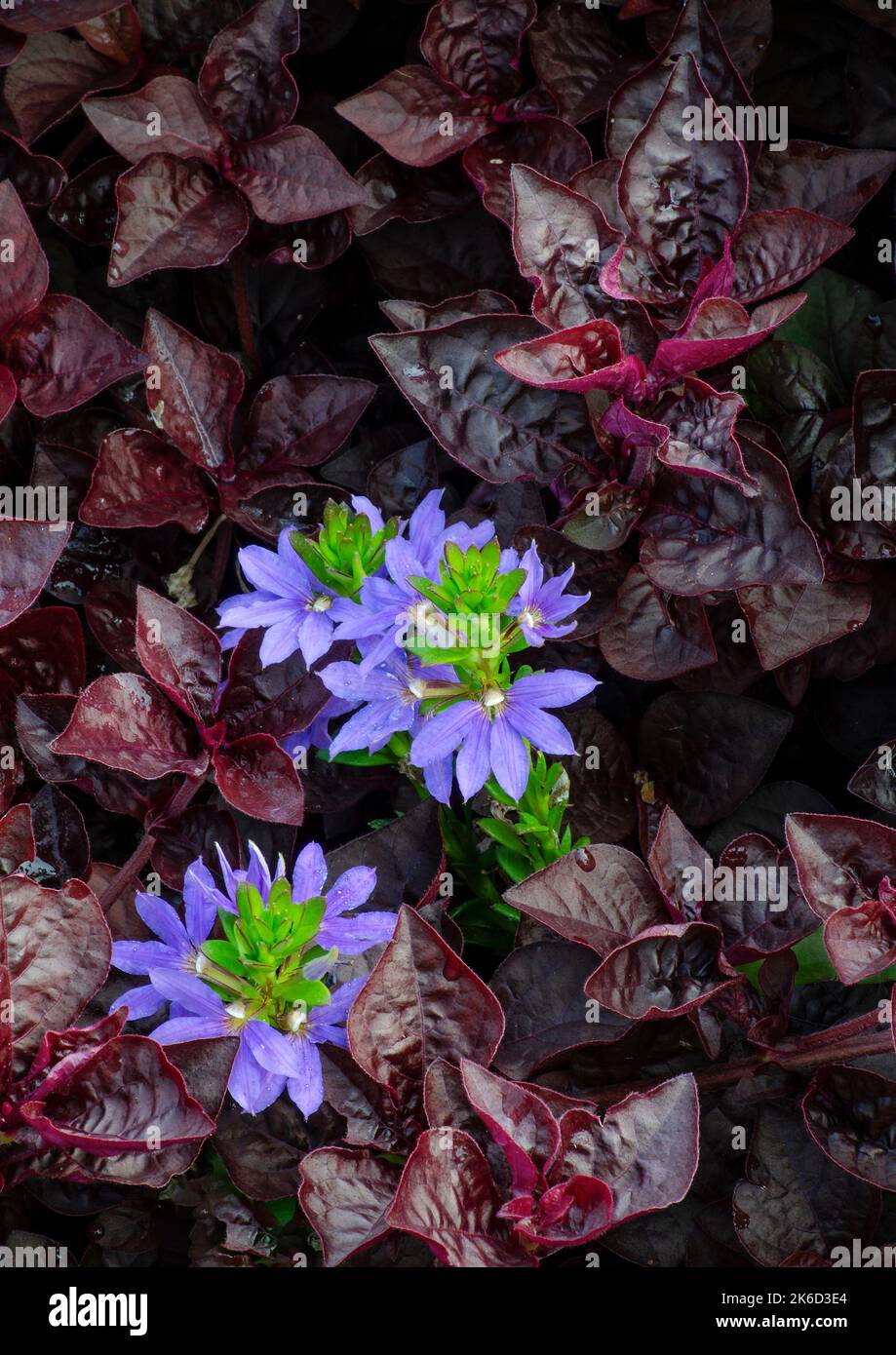 Purple flowers pop out of crimson ground cover, Cantigny Gardens ...