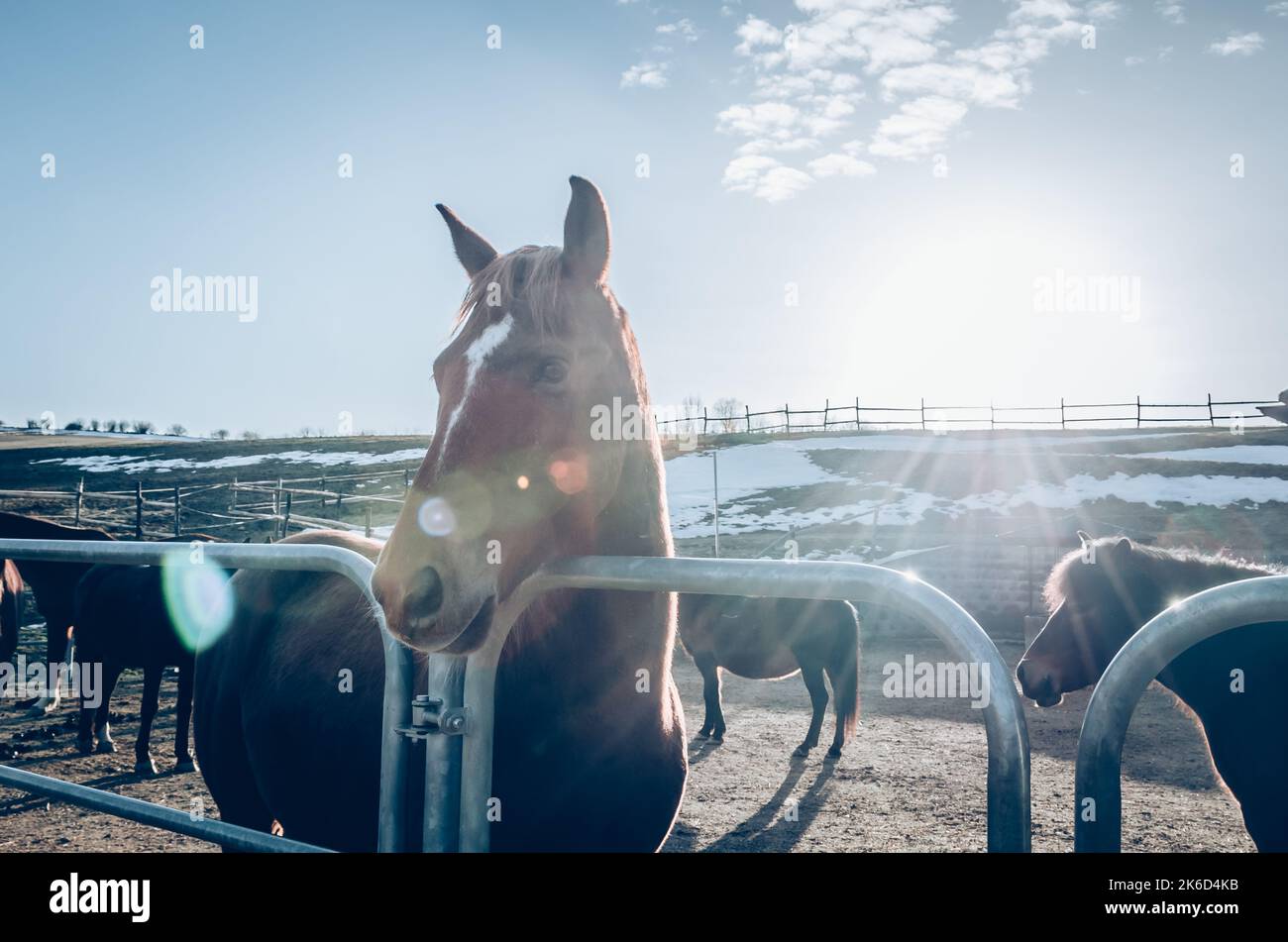 beautiful horses in outdoor in corral Stock Photo - Alamy