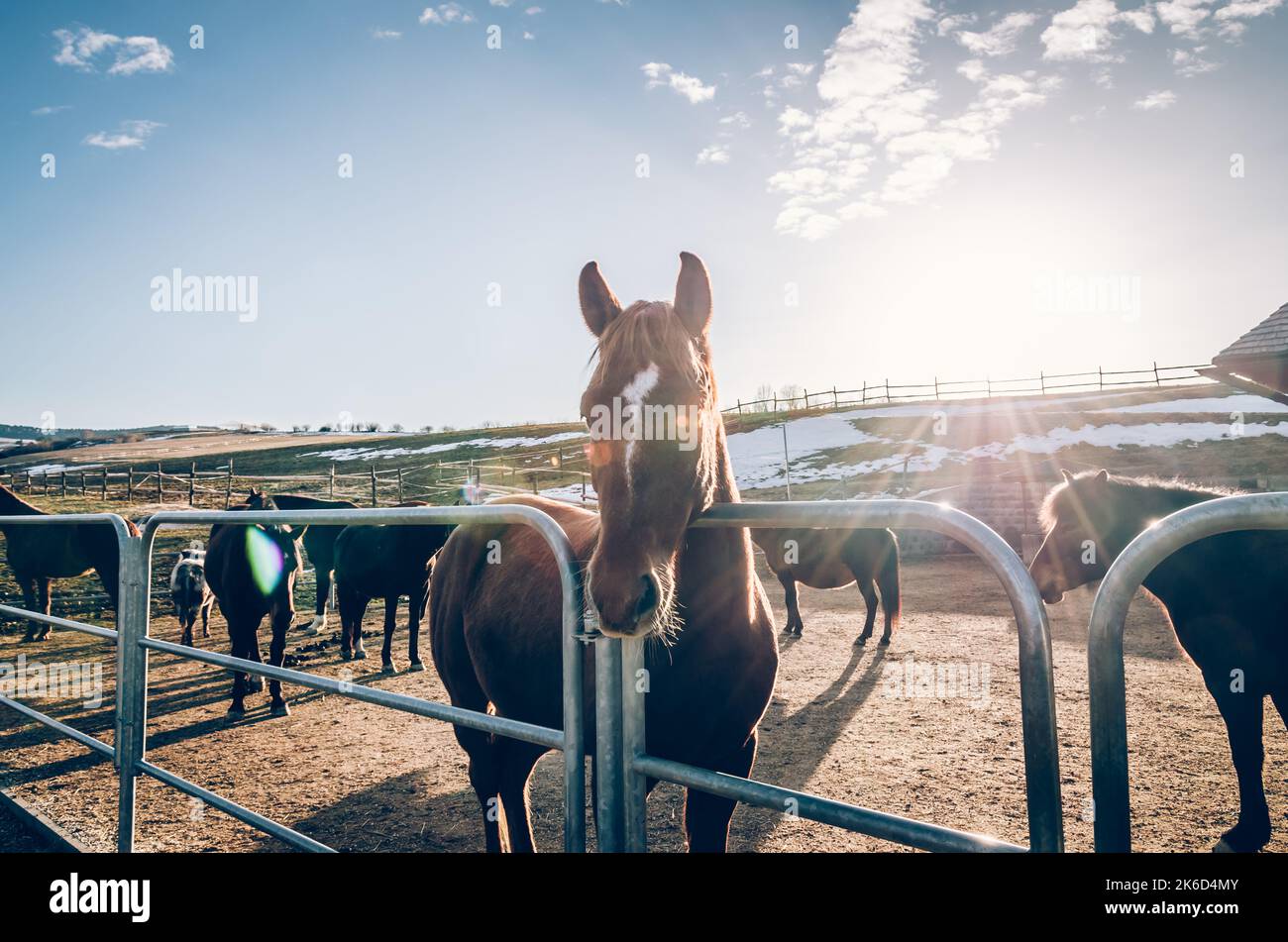 beautiful horses in outdoor in corral Stock Photo - Alamy