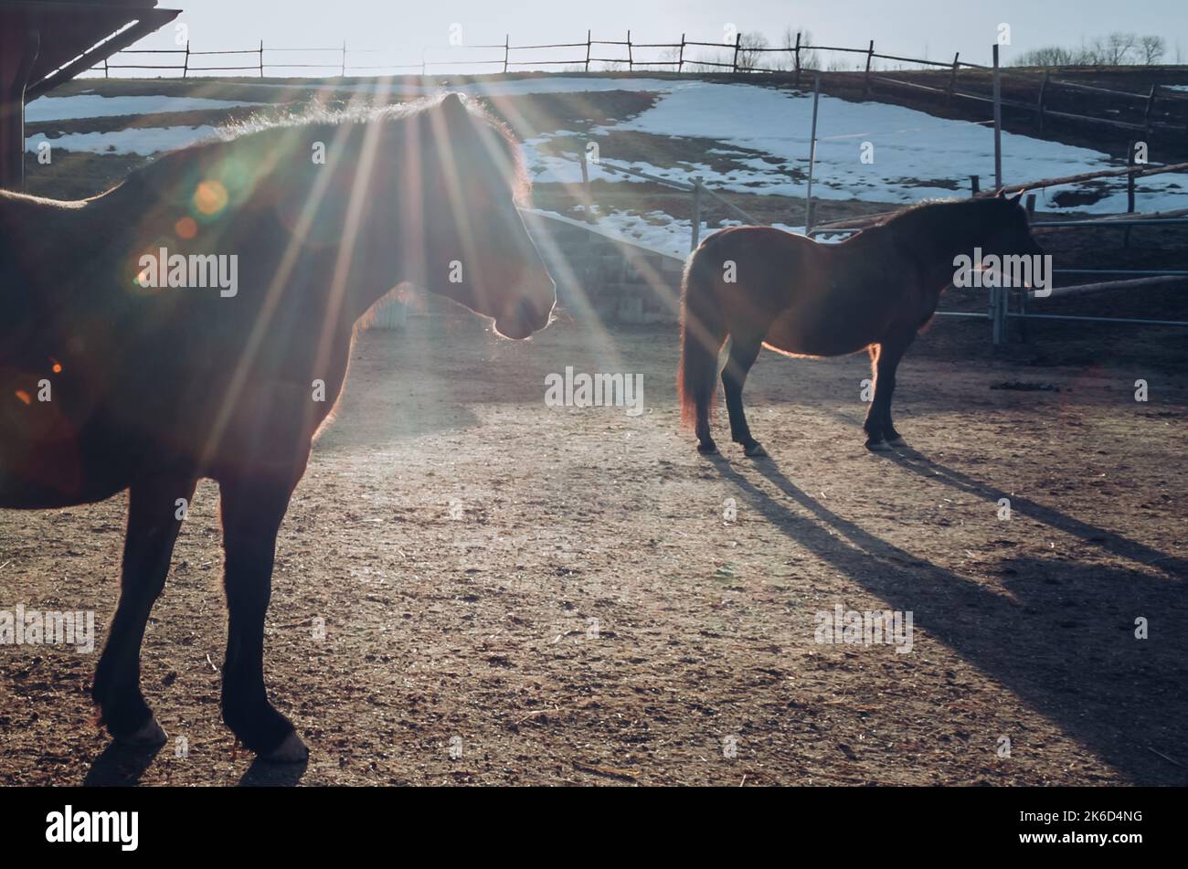 beautiful horses in outdoor in corral Stock Photo - Alamy