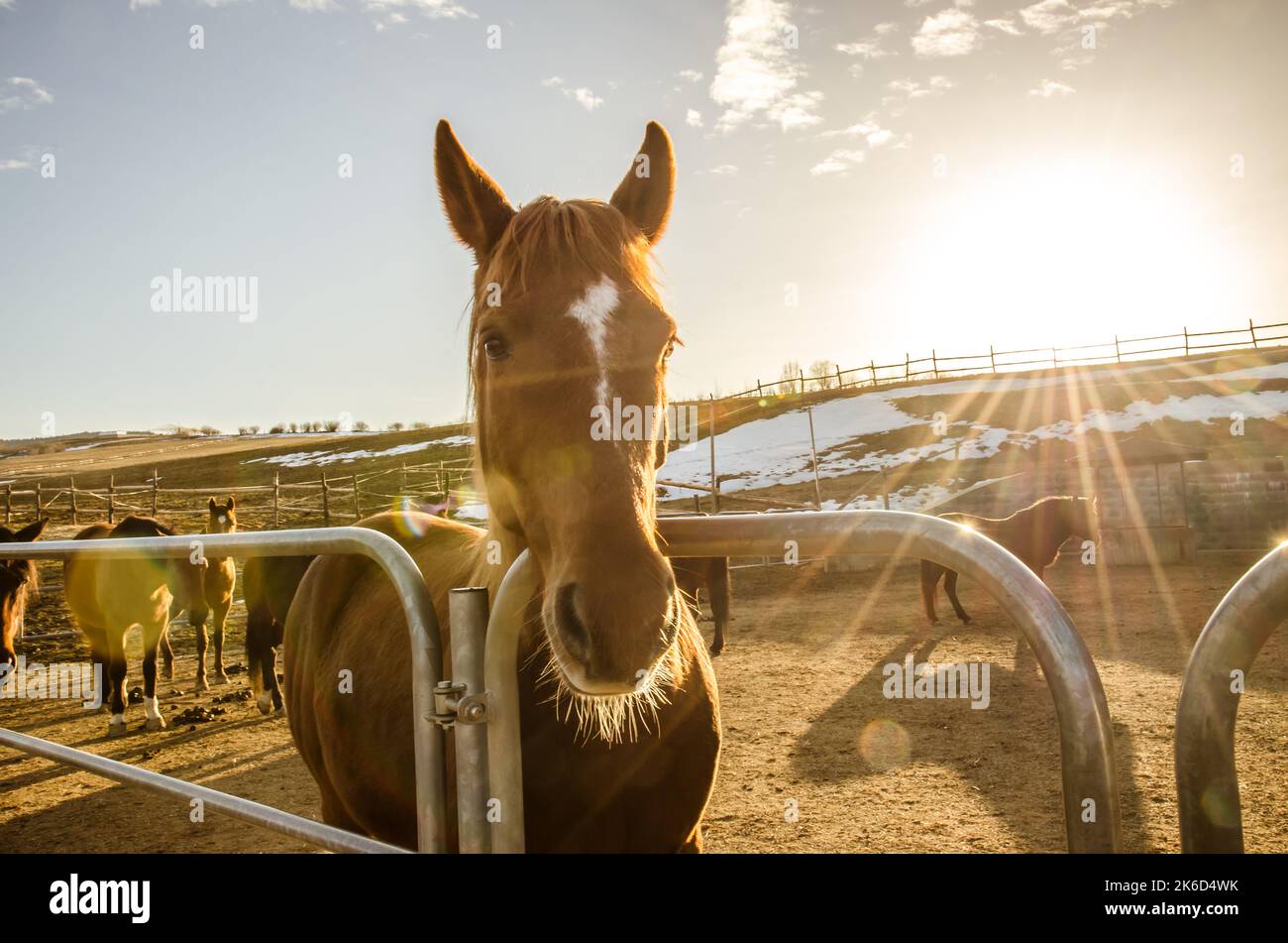 beautiful horses in outdoor in corral Stock Photo - Alamy