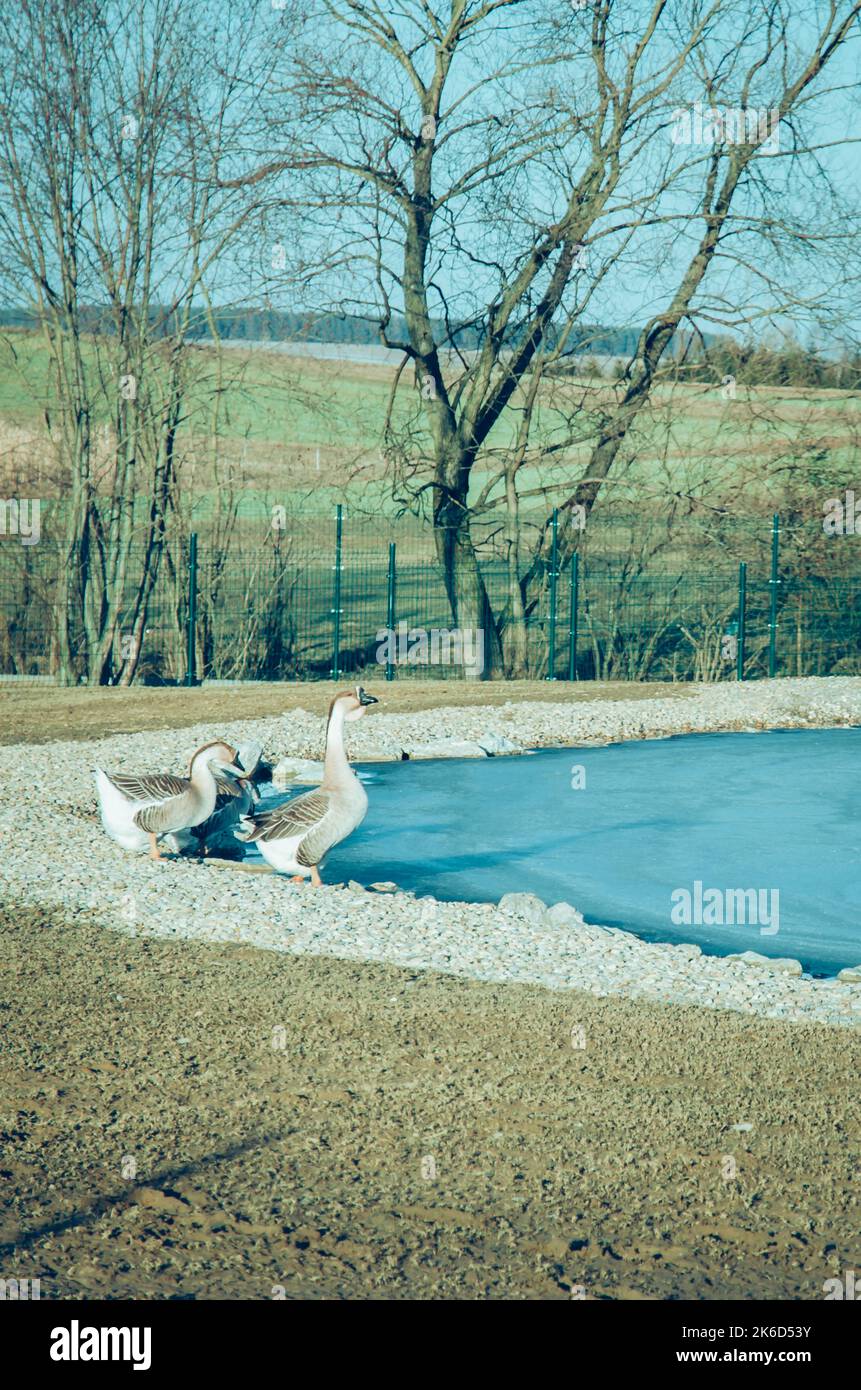 duck family near the frozen pond Stock Photo - Alamy