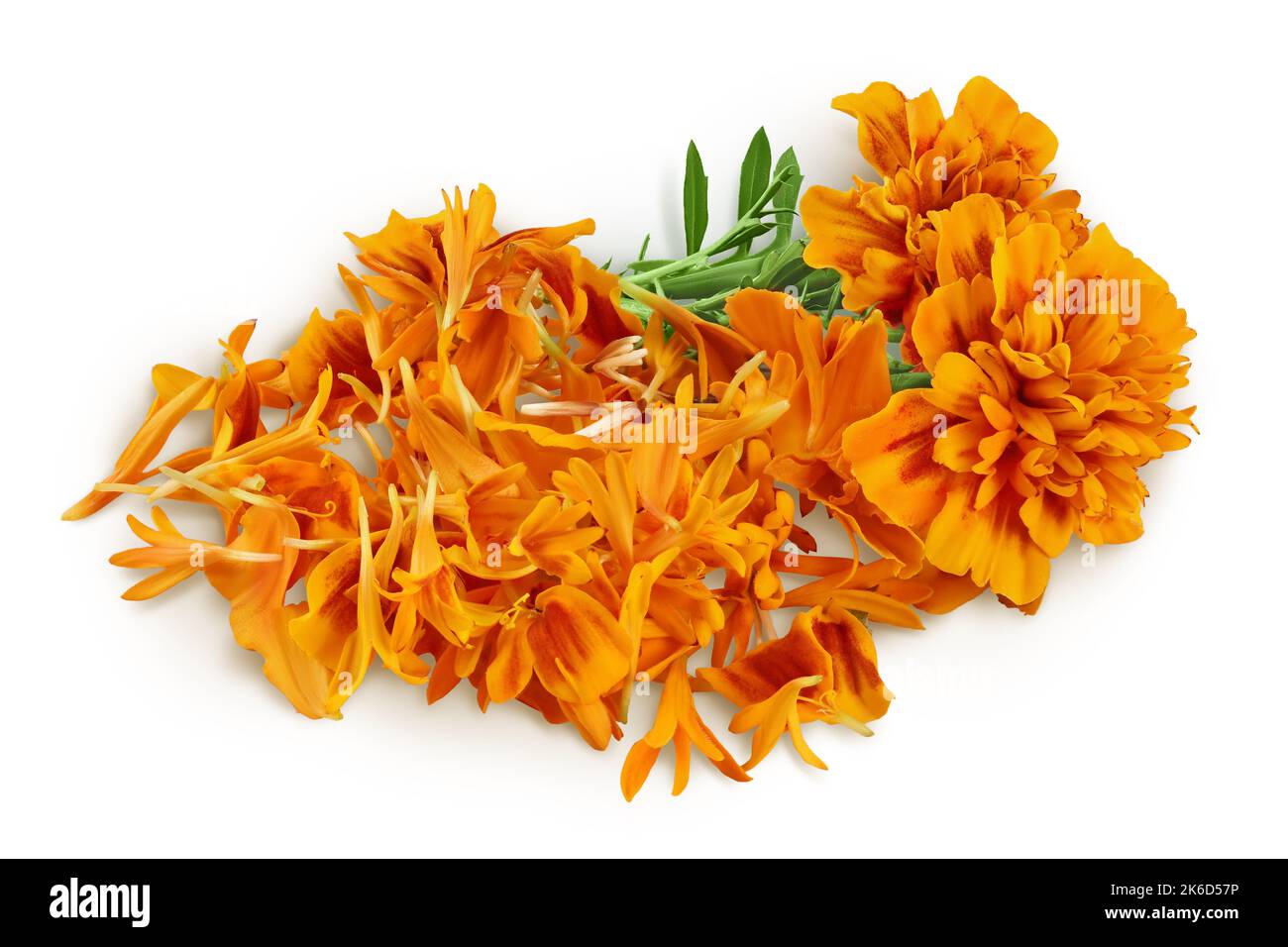 fresh marigold or tagetes erecta flower isolated on white background ...