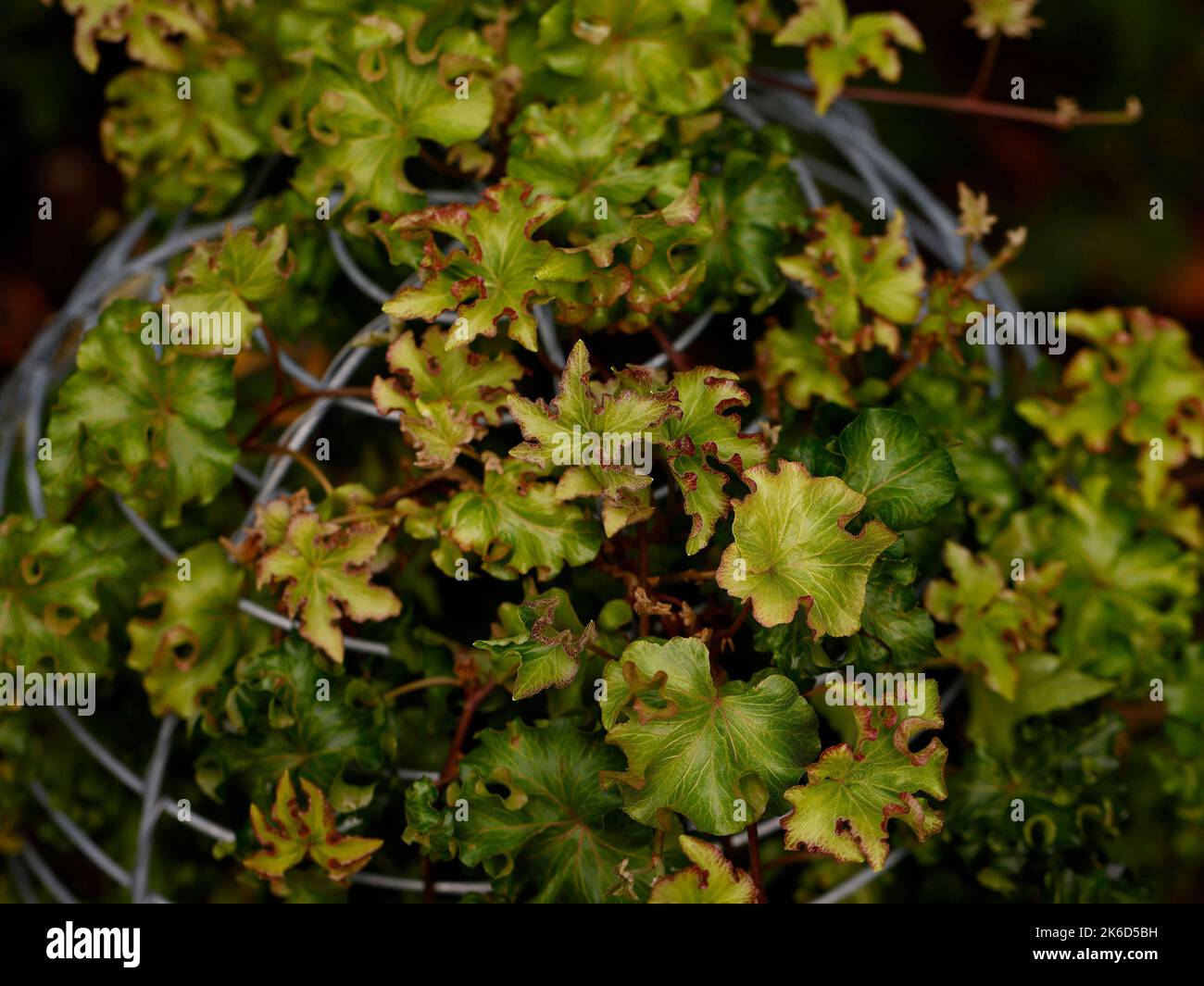 Close up of the evergreen climbing garden plant Hedera helix Pink n ...