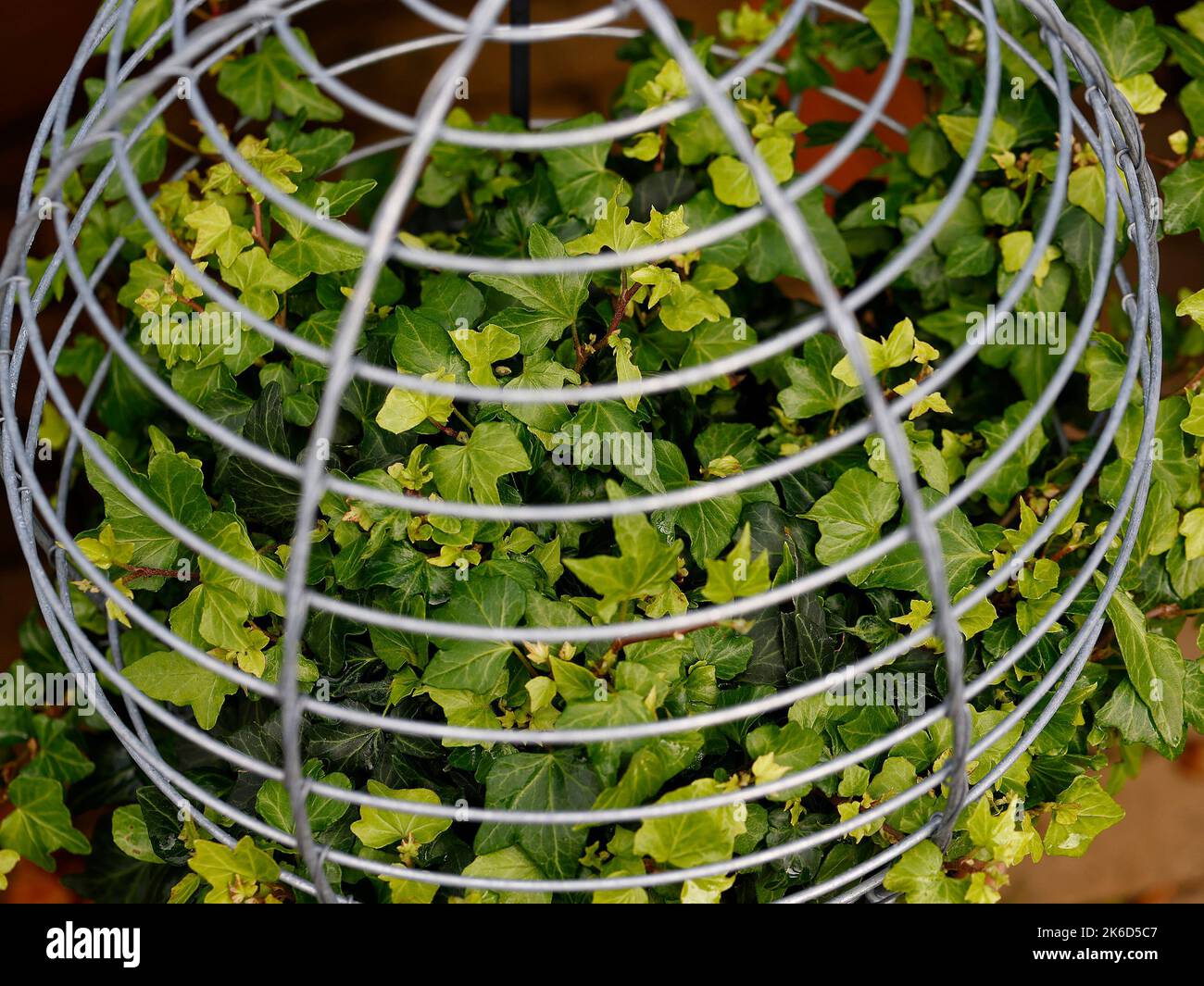 Close up of the perennial evergreen climbing garden plant Hedera helix ...