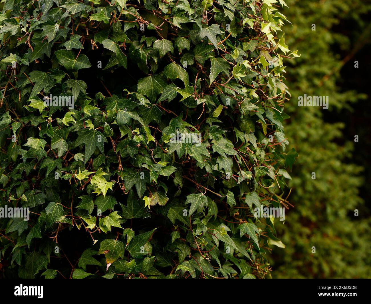 Close up of the perennial evergreen climbing garden plant Hedera helix ...