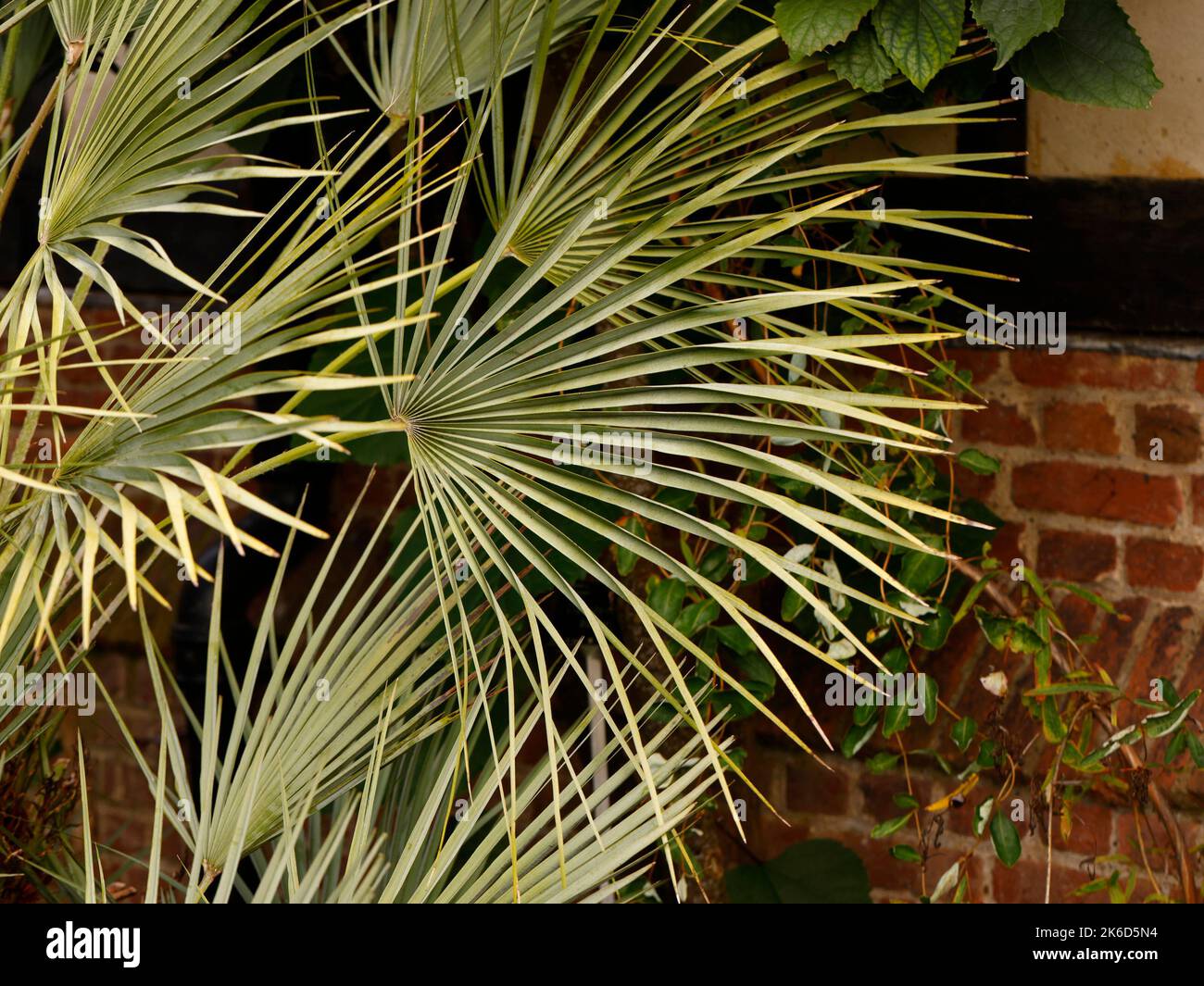 Close up of the architectural leaves of the low growing palm Chamaerops ...
