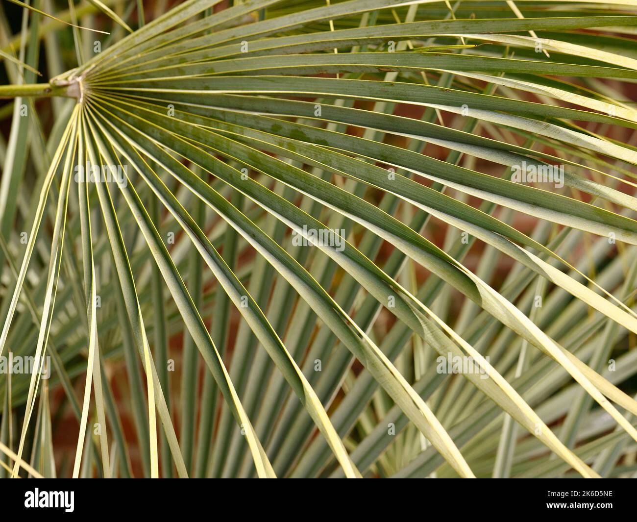 Close up of the architectural leaves of the low growing palm Chamaerops ...