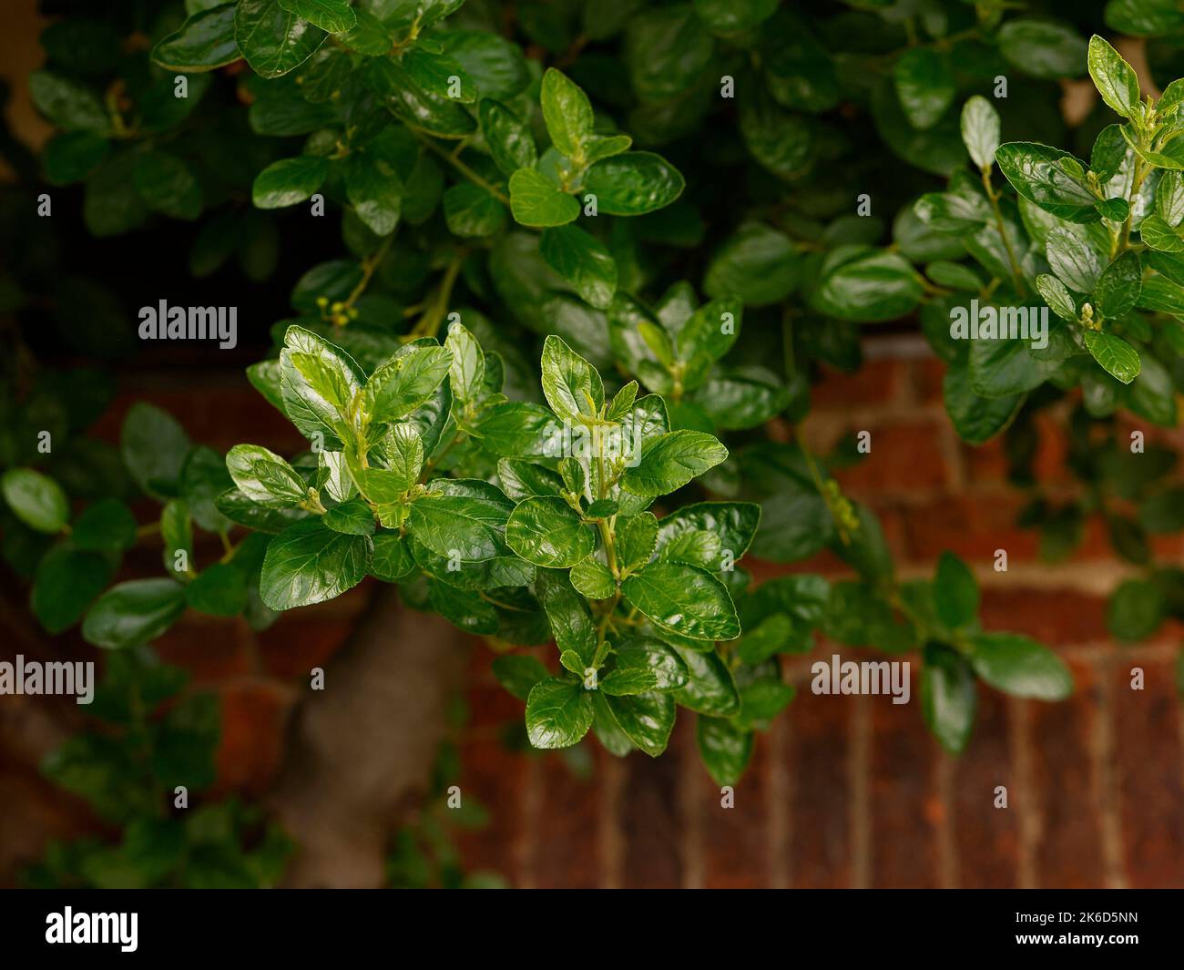 Ceanothus arboreus trewithen blue hi-res stock photography and images ...