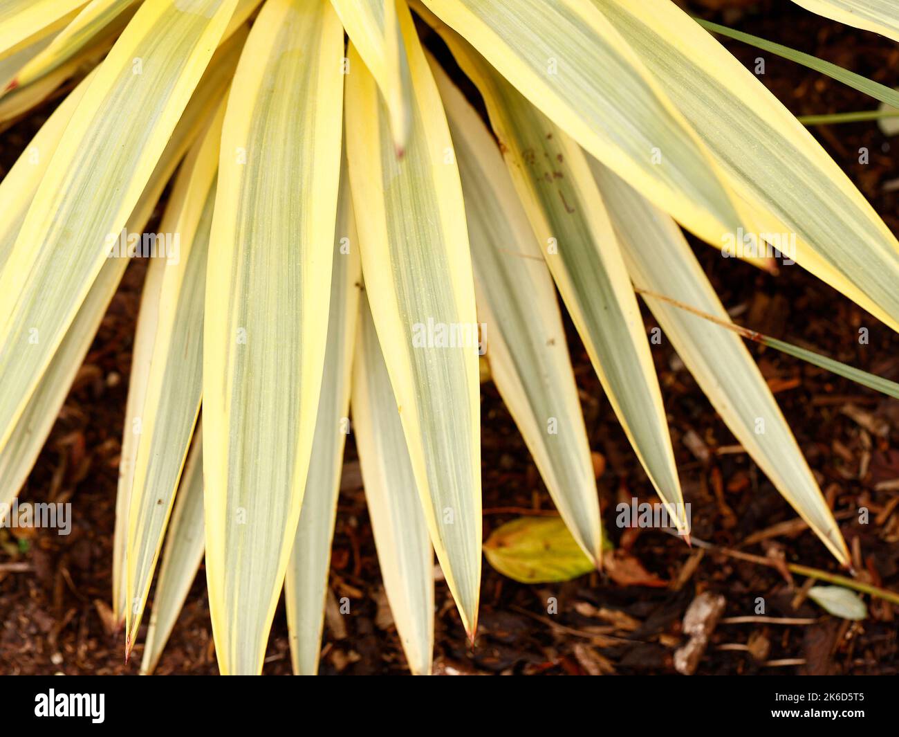 Yucca gloriosa bright star hi-res stock photography and images - Alamy