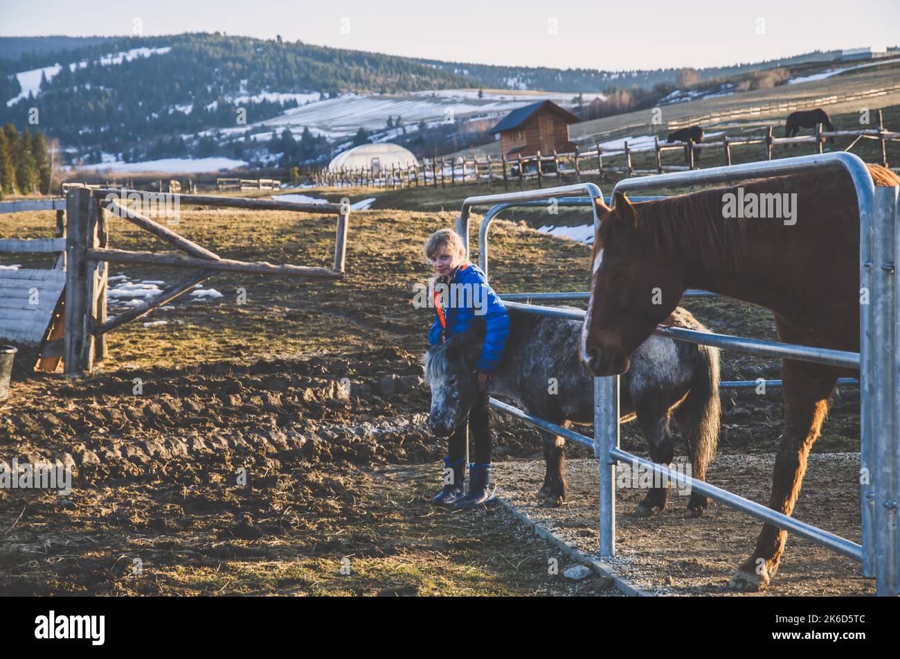 girl with beautiful horse outdoors in stables Stock Photo - Alamy