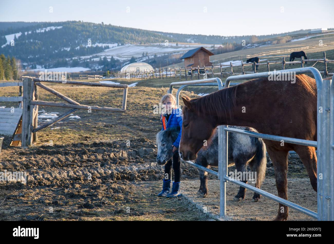 girl with beautiful horse outdoors in stables Stock Photo - Alamy